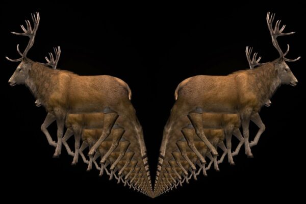 VJ Loops Pack Vol.90 - Alpha Stag